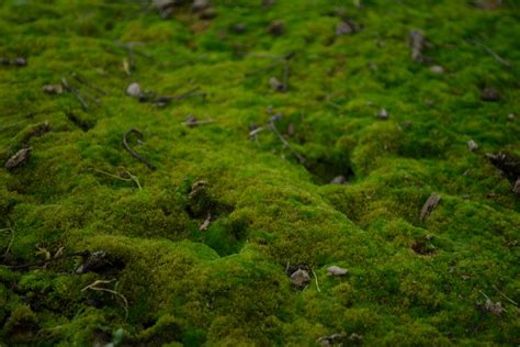 How To Get Rid Of Moss In Your Lawn