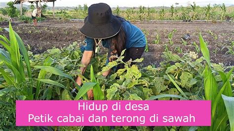 Hidup Di Desa Petik Terong Dan Cabai Di Sawah Dimasak Sambal Balado