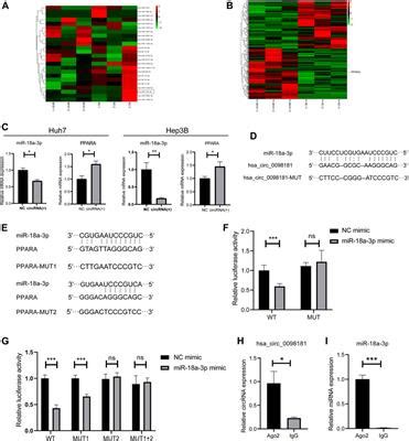 Frontiers Hsa Circ 0098181 Suppresses Hepatocellular Carcinoma By