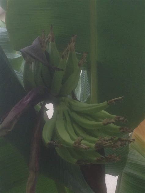 Jom Tanam Sayur Jts Pembentukan Buah Pisang Tanduk Bahagian