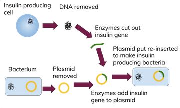 Genetic Engineering Flashcards Quizlet