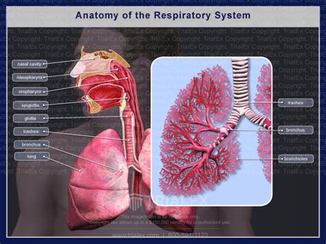 Anatomy Of The Respiratory System Trial Exhibits Inc