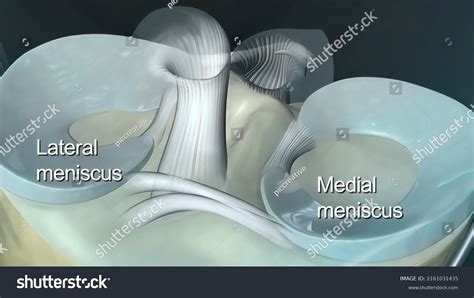 Anterior Cruciate Ligament Posterior Cruciate Ligament Stock