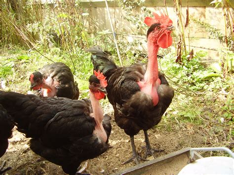 Naked Neck For Sale Chickens Breed Information Omlet