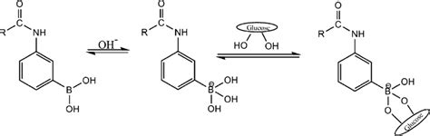 Equilibria Of Alkylamido Phenylboronic Acid In An Aqueous Solution In