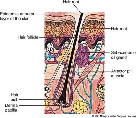Hair Structure Root
