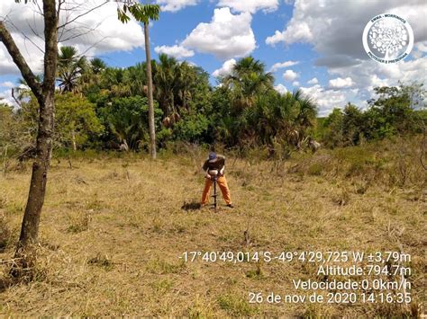 Prefeitura De Morrinhos Inicia Plantio De Mil Mudas Nativas Do Cerrado