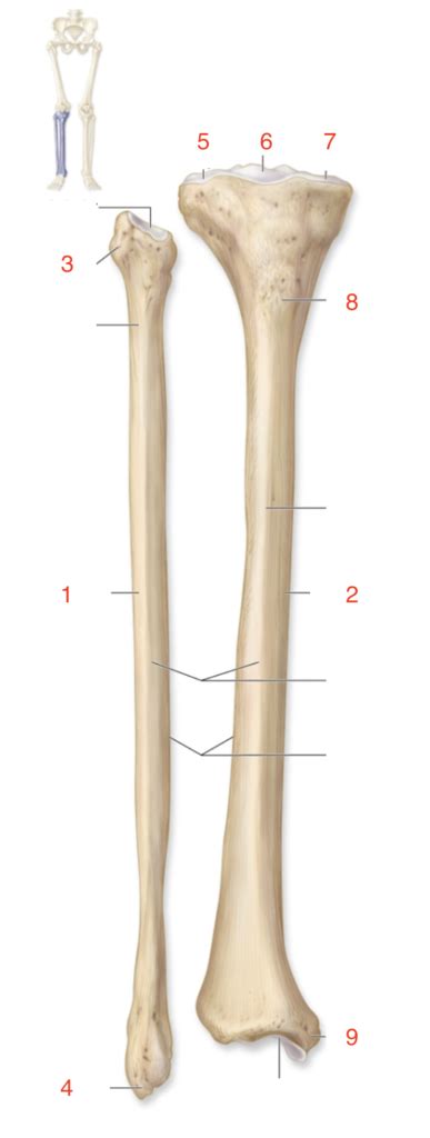 Tibia And Fibula Anterior View Diagram Quizlet