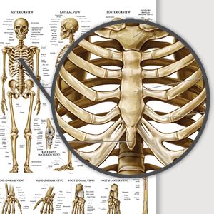 Palace Learning Skeletal System Anatomical Chart Laminated Human