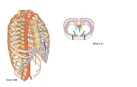 Intercostal Arteries Labeling Diagram Quizlet