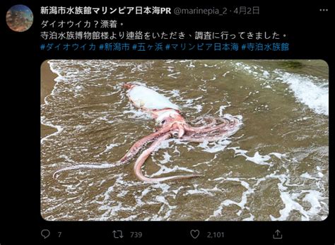 5周2隻深海巨烏賊被沖上岸 網嚇壞大地震要來了東森財經新聞