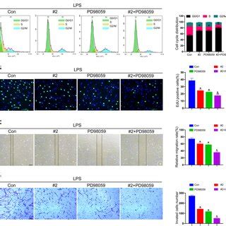 Knockdown Of Cdc37 Or Inhibition Of ERK Signaling Pathway Attenuates