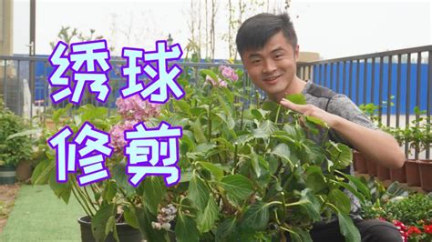 绣球修剪方法5分钟详细教学剪完又爽又圆又好看 家居 园艺 好看视频