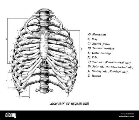 Costillas humanas fotografías e imágenes de alta resolución Alamy