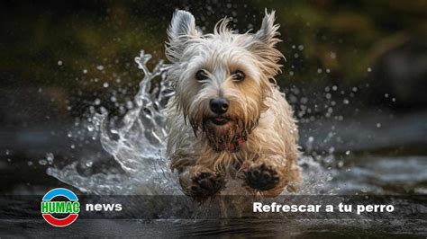 Consejos Para Refrescar A Tu Perro En Verano Humac