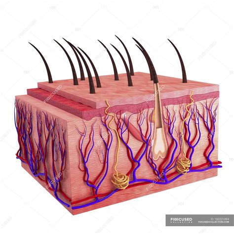Anatomía de la piel que muestra estratificación tisular Vaso