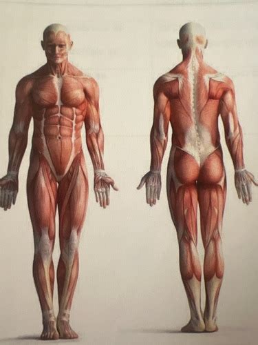 Anatomie Flashcards Quizlet