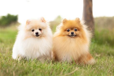 Cachorro mais fofo do mundo conheça 6 raças fofas Petlove