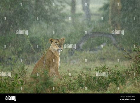 Lioness In The Rain Stock Photo Alamy