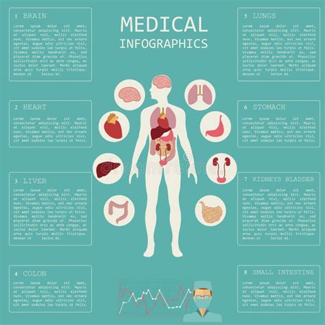 Conception D Infographic D Anatomie De Corps Humain Illustration De