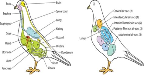 Division Of The Cloaca And Differentiation Of The Female