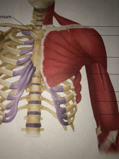 Muscles Of Upper Arm Diagram Quizlet