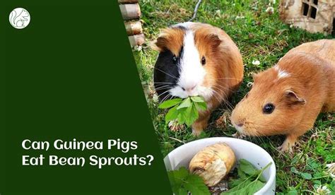 Can Guinea Pigs Eat Bean Sprouts Rodents Info