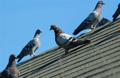 Comment éloigner les pigeons de son balcon avec des solutions