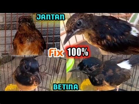 Cara Membedakan Trotol Murai Jantan Dan Betina YouTube