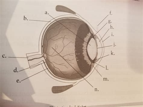 Eye Diagram Part 1 Diagram Quizlet