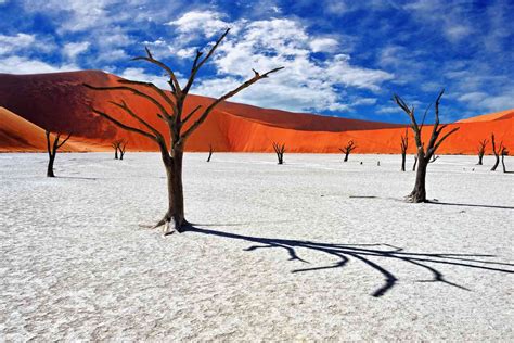 9 Of The Most Unusual Forests On Earth