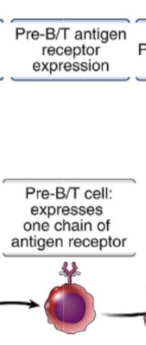 Bio B And T Cell Maturation Flashcards Quizlet