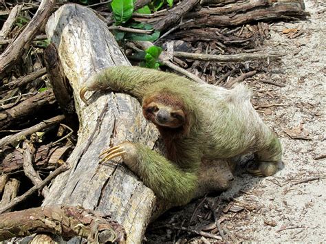 15 Ejemplos De Mutualismo En La Naturaleza Significados