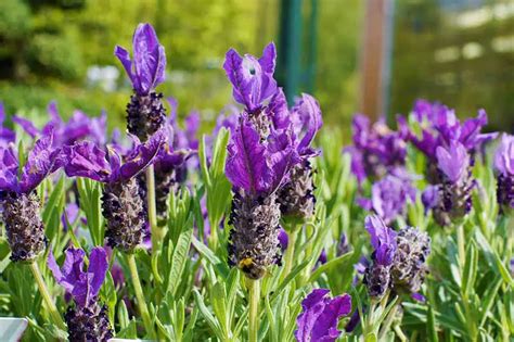 Cómo cultivar lavanda a partir de esquejes