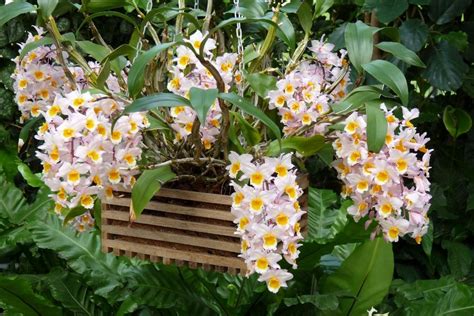 Como plantar orquídea olho de boneca em vaso
