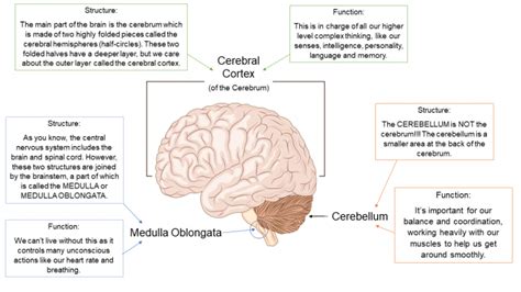 explain the different structures and functions of the brain worksheet edplace quiz