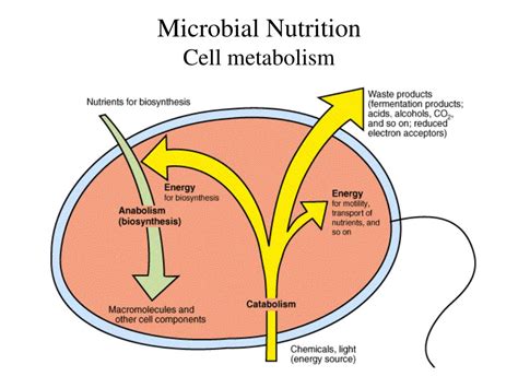 PPT Microbial Nutrition Cell Metabolism PowerPoint Presentation Free