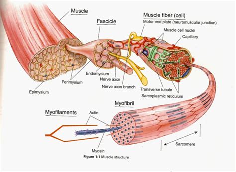Actin And Myosin Filaments Diagram