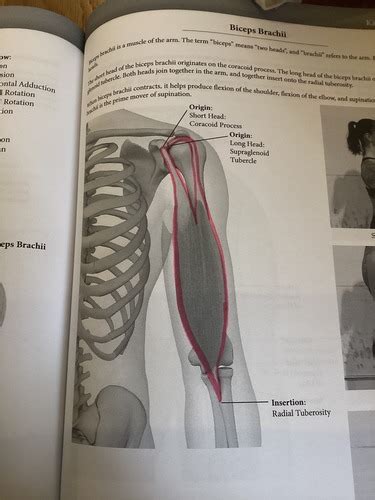 Kinesiology Muscles Of The Arm Mblex Flashcards Quizlet