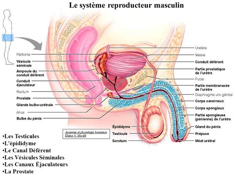 Le système reproducteur de lhomme ppt video online télécharger