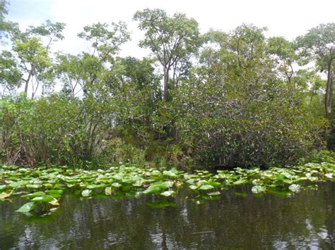 Everglades Everglades Shamise Mitchell Flickr