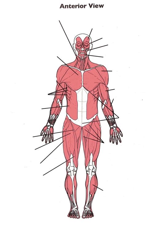 Midterm Anterior View Part1 Diagram Quizlet
