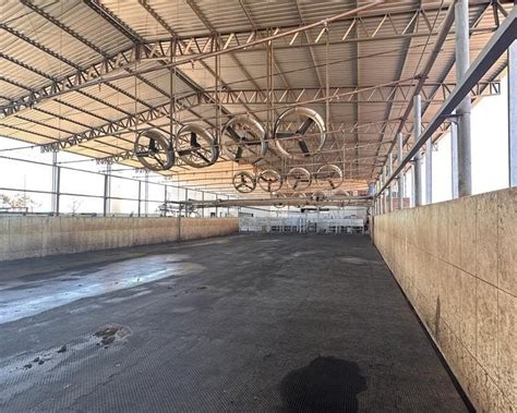 Sala De Espera Na Ordenha Conforto E Bem Estar Para As Vacas