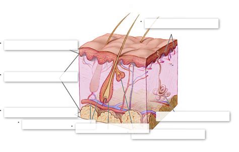 Anatomy Of Integumentary System Diagram Quizlet