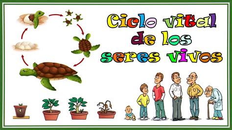 Ciclo De Vida Dos Seres Vivos 2 Ano BRAINCP