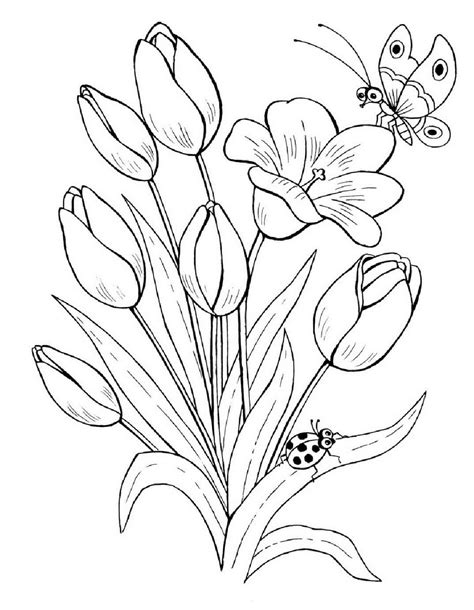 Disegni Di Tulipani Da Colorare Disegni Colorare