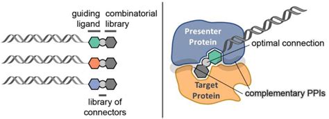 DNA Encoded Library DEL Enabled Discovery Of Proximity Inducing Small