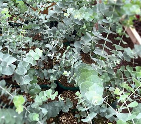 Eucalyptus Cinerea Silver Dollar Muller Seeds