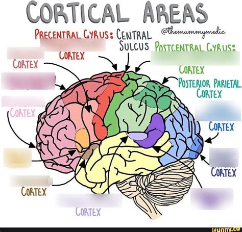 Neuroanatomy 16 Diagram Quizlet