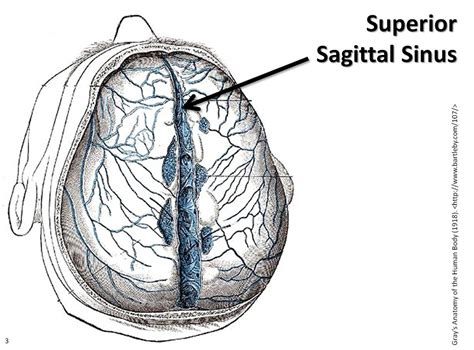 Superior Sagittal Sinus The Anatomy Of The Veins Visual Flickr